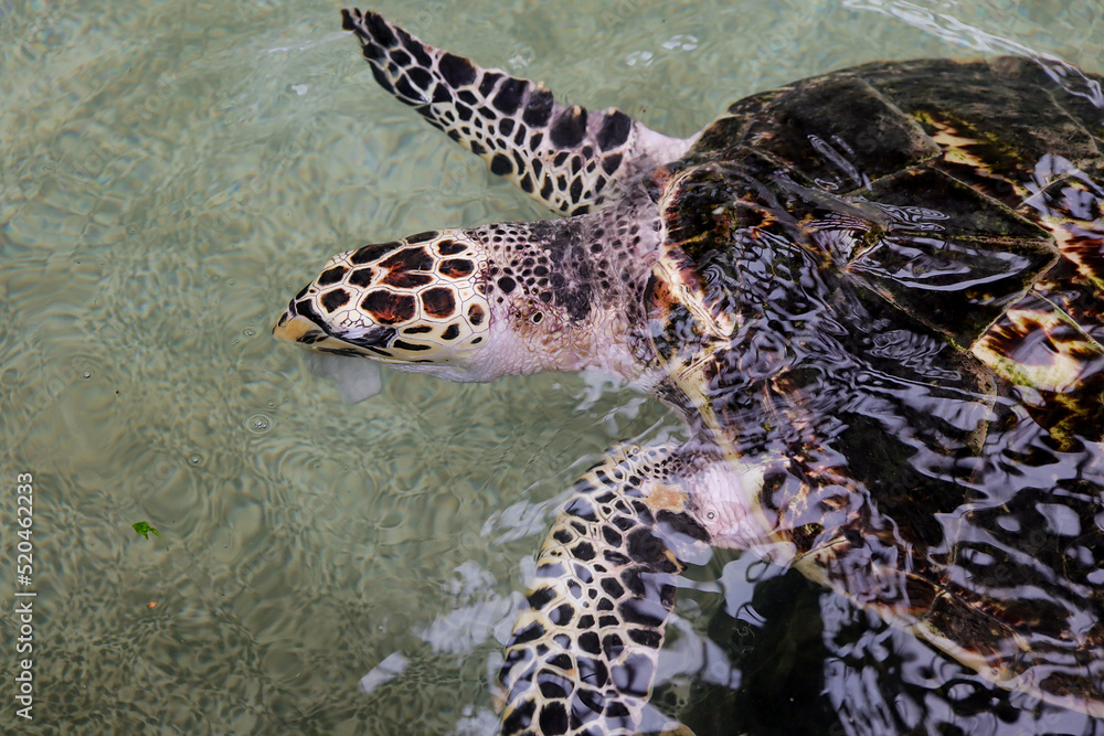 Green Turtle or Chelonia mydas swimming under the water. Sea turtles ...