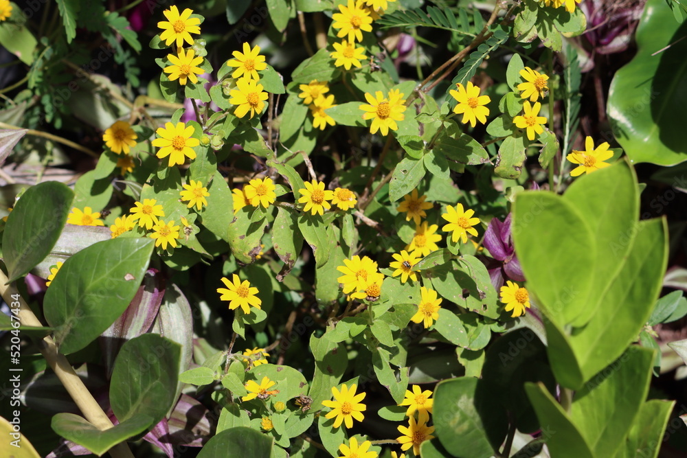 Cambodia. Melampodium divaricatum, also known by its common name gold ...
