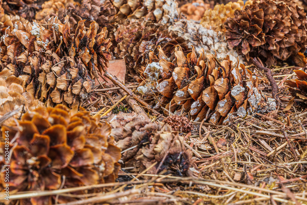Pine cones lying on the ground. several brown open pine cones between ...