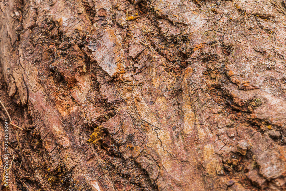 unstructured surface of a bark in daylight. brown bark from a tree ...
