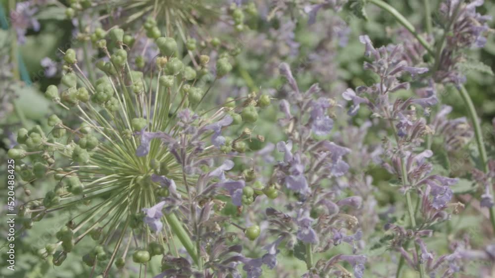 Bees drinks nectar from plant, black and yellow insects, flying ...