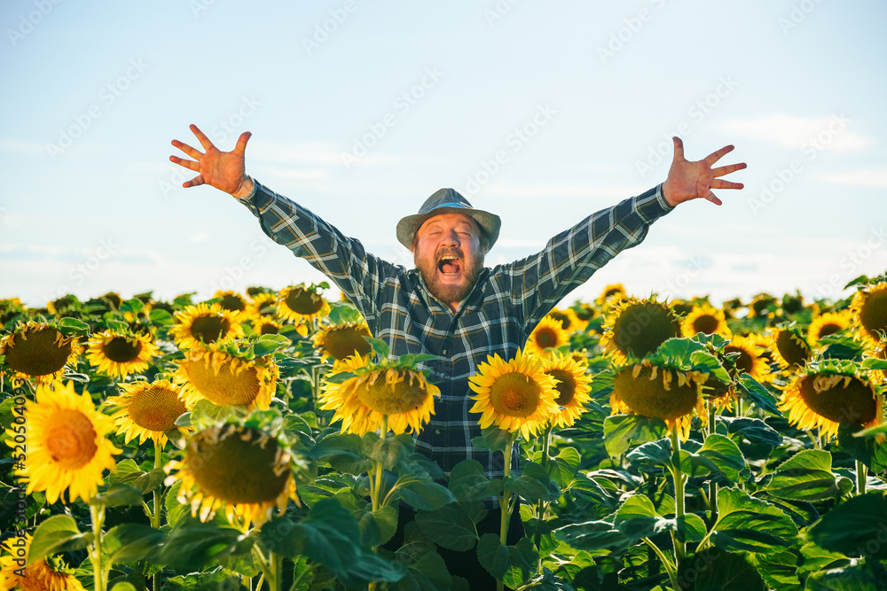 aged handsome happy screaming bearded man standing in sunflower field ...