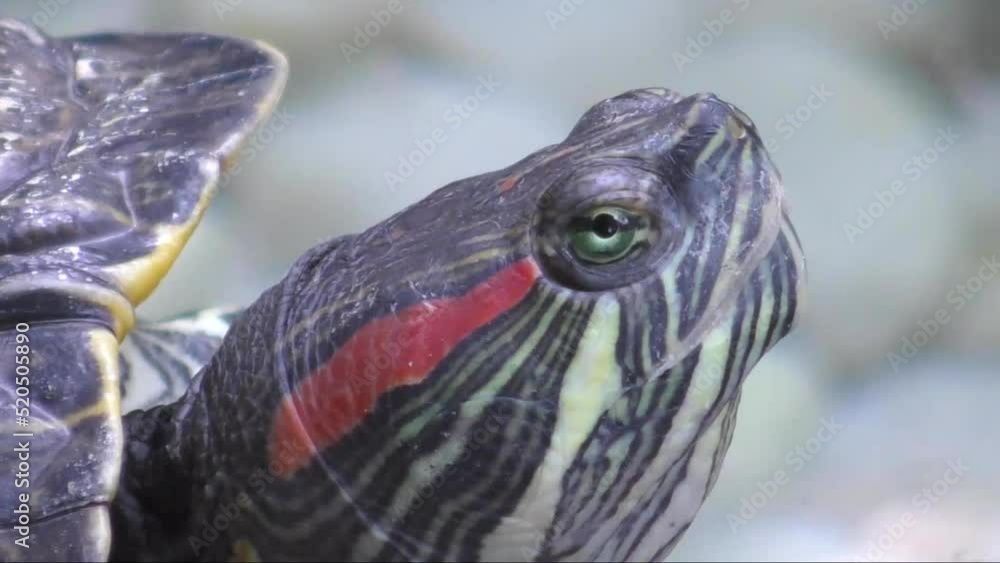 The head of the Red-eared turtle or Yellow-bellied turtle (Latin ...