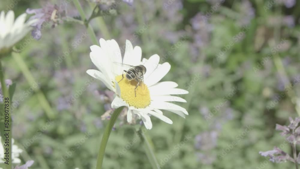 Bees drinks nectar from plant, black and yellow insects, flying ...