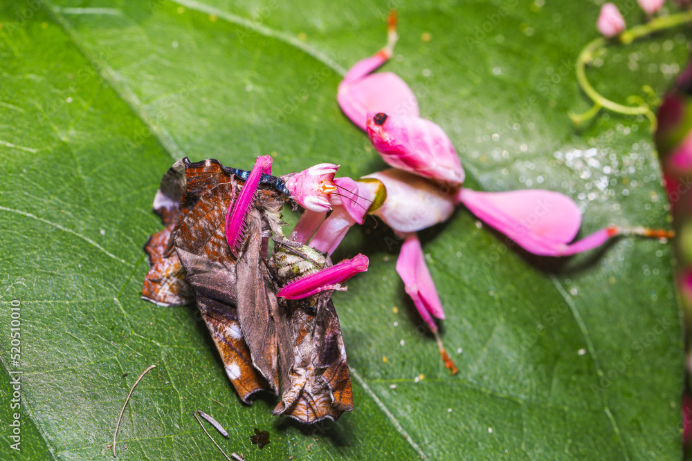 Orchid mantis eating butterfly, Pink orchid mantis, Hymenopus coronatus ...