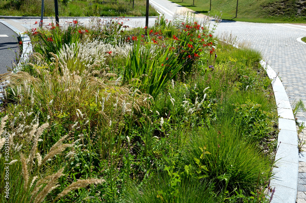 blooms tubular-bell-shaped, wide-open flowers of fiery red color with ...
