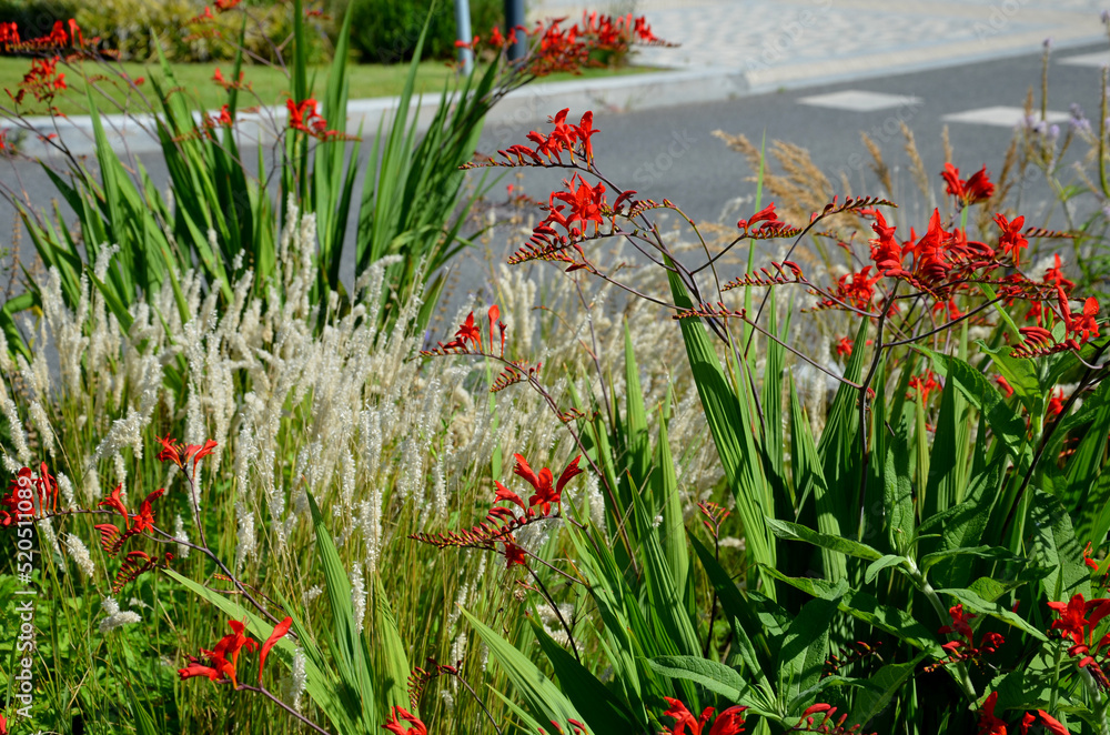 blooms tubular-bell-shaped, wide-open flowers of fiery red color with ...