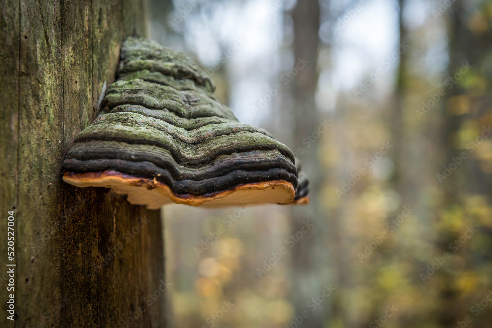 wieloletnia huba na pniu lipy Stock Photo | Adobe Stock