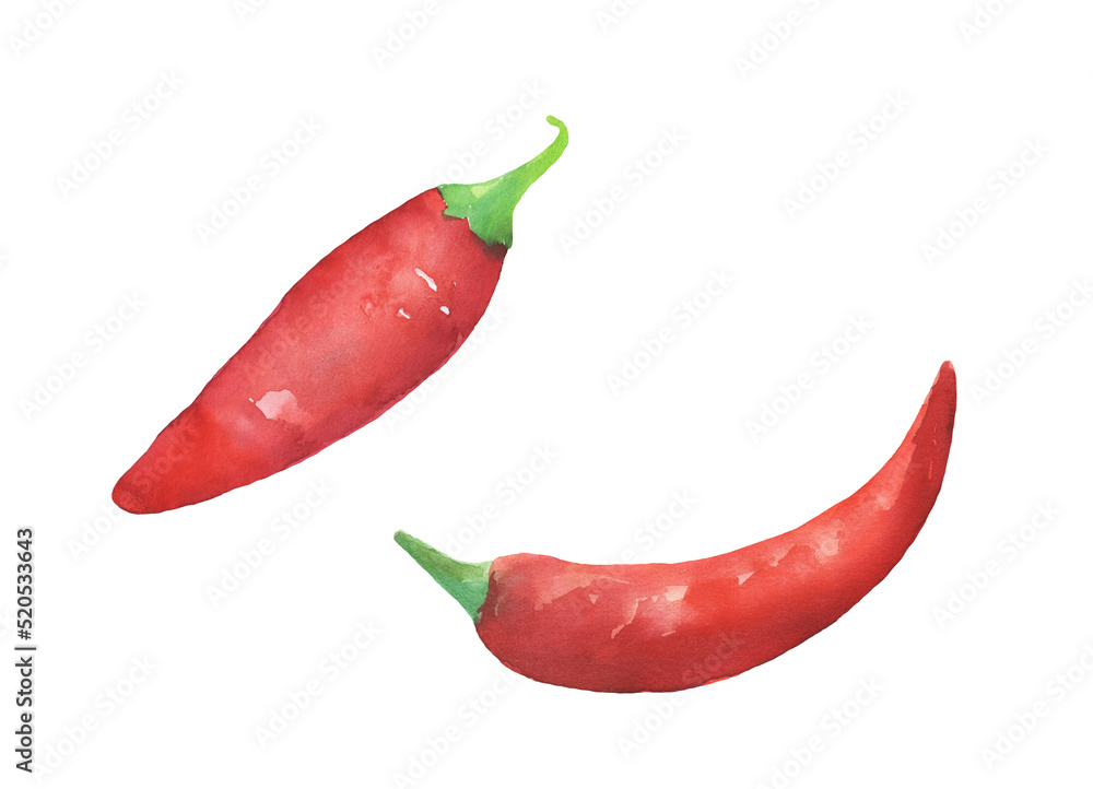 Red hot chili peppers set. Hand drawing watercolor sketch isolated on ...
