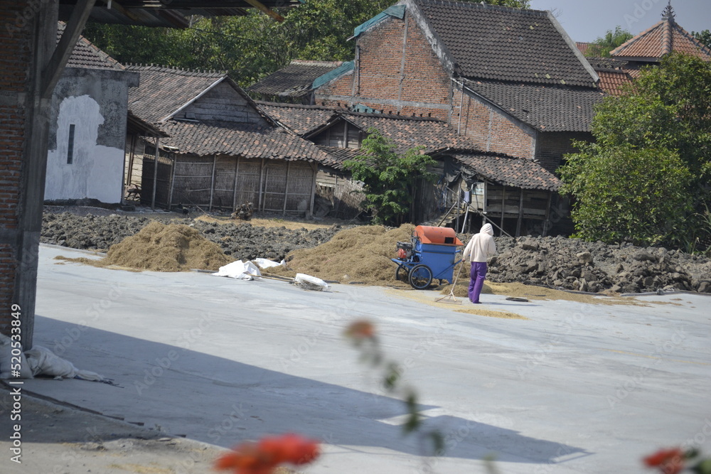 drying the grain in the cemented yard. this is the traditional way to ...