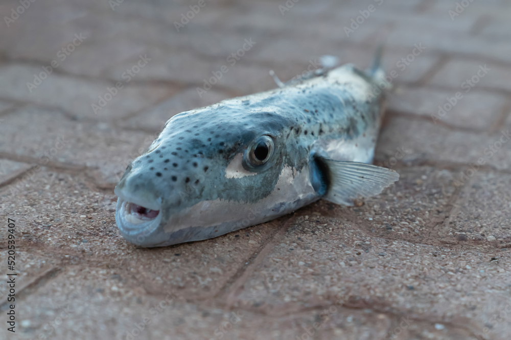 Selective focus on eyes and head of puffer fish. (Lagocephalus ...