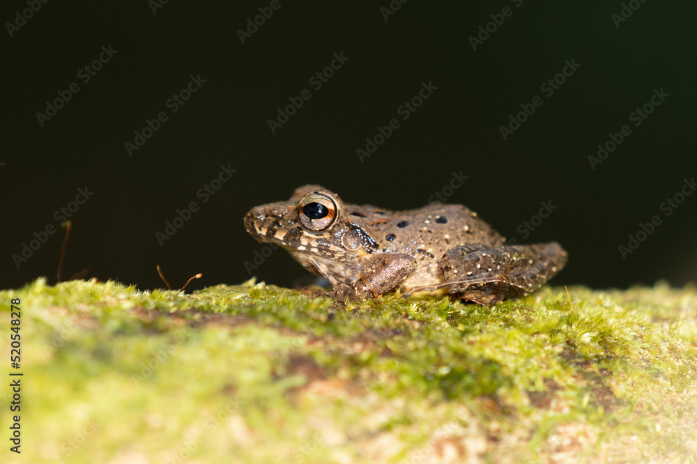 Fotka „Triprion spinosus, also known as the spiny-headed tree frog, spiny-headed treefrog ...