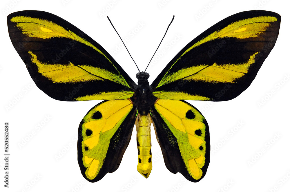 Ornithoptera tithonus misresiana (male) Butterfly. Entomology In White ...