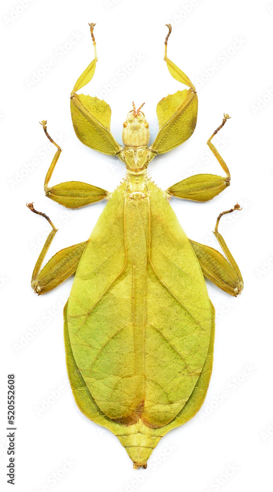 Phyllium letiranti (female) Walking Leaf Insect in White Background ...