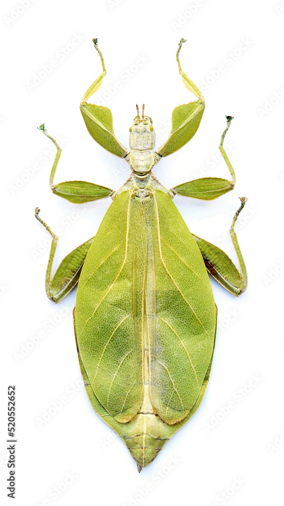 Phyllium tobeloense bhaskarai (female) Walking Leaf Insect in White ...