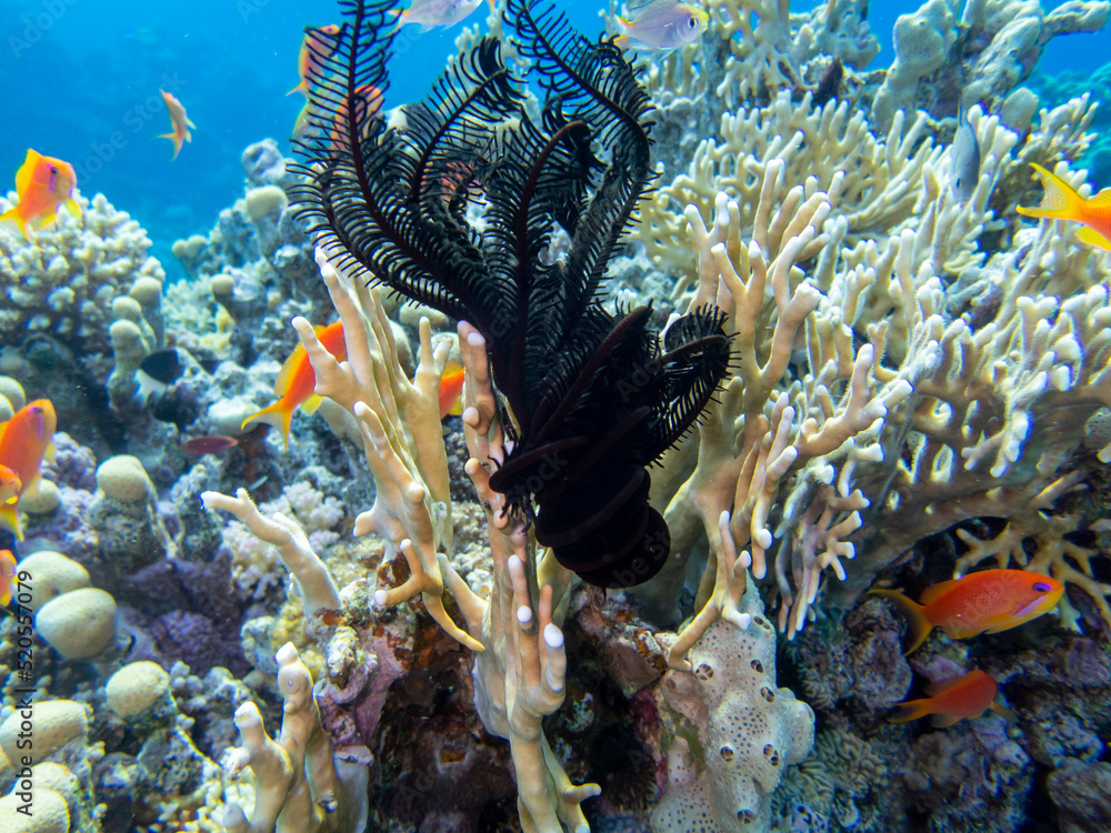 Fabulously beautiful seabed of the Red Sea Stock Photo | Adobe Stock