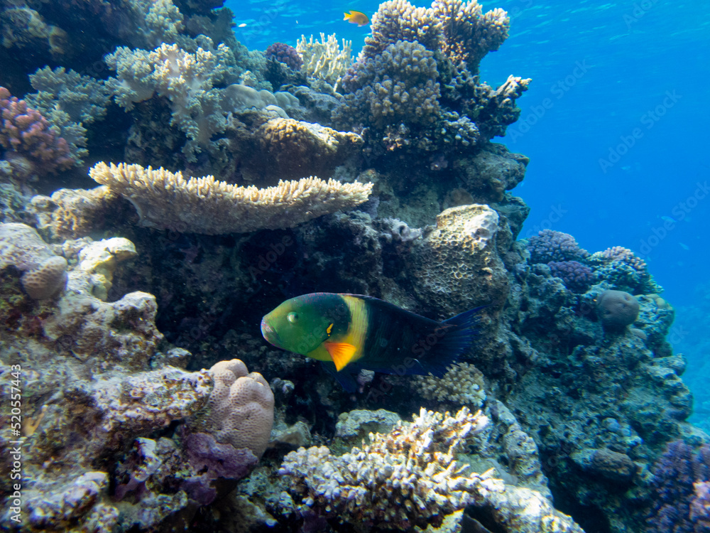 Fabulously beautiful seabed of the Red Sea Stock Photo | Adobe Stock
