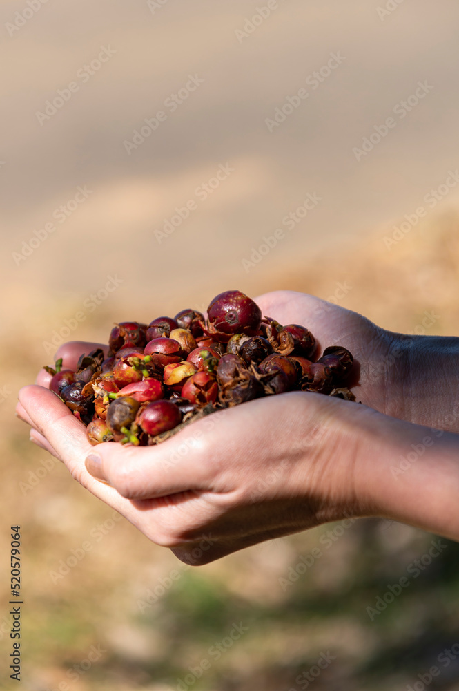 Dried fresh skin of cherry coffee bean for cascara pulp tea on woman's ...