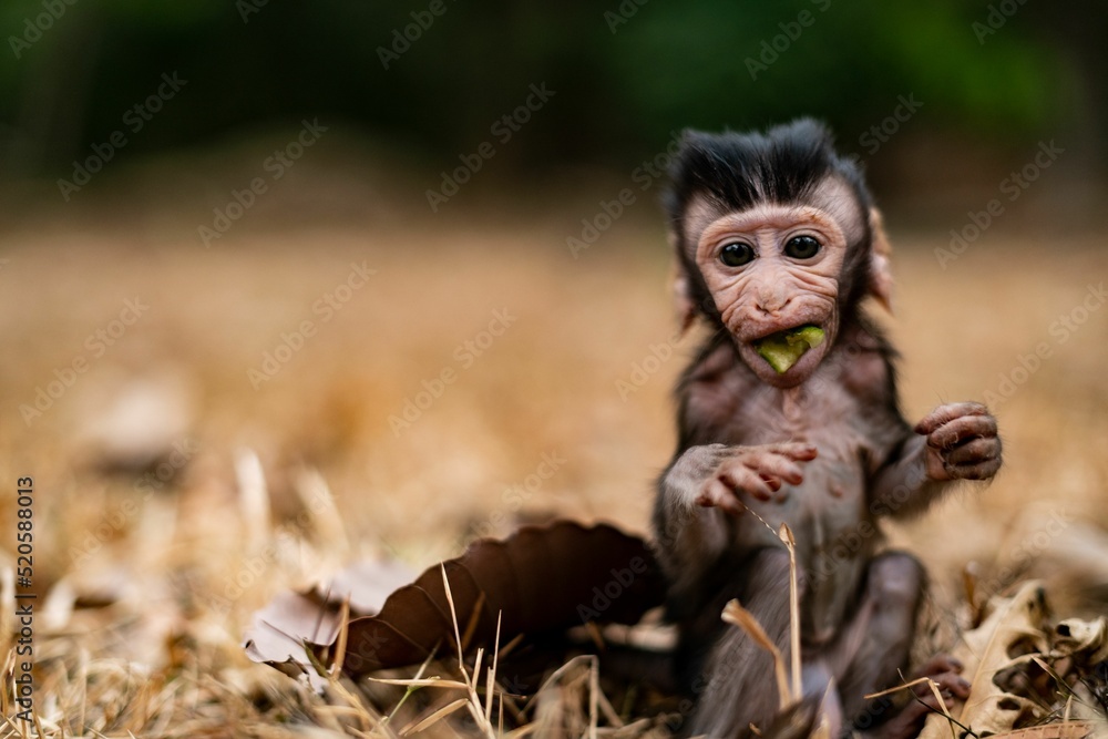 Cute baby rhesus macaque (Macaca mulatta) eating bananas Stock Photo ...