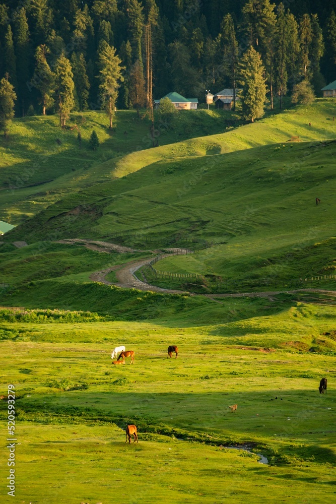 Gulmarg, known as Gulmarag in Kashmiri, is a town, hill station ...