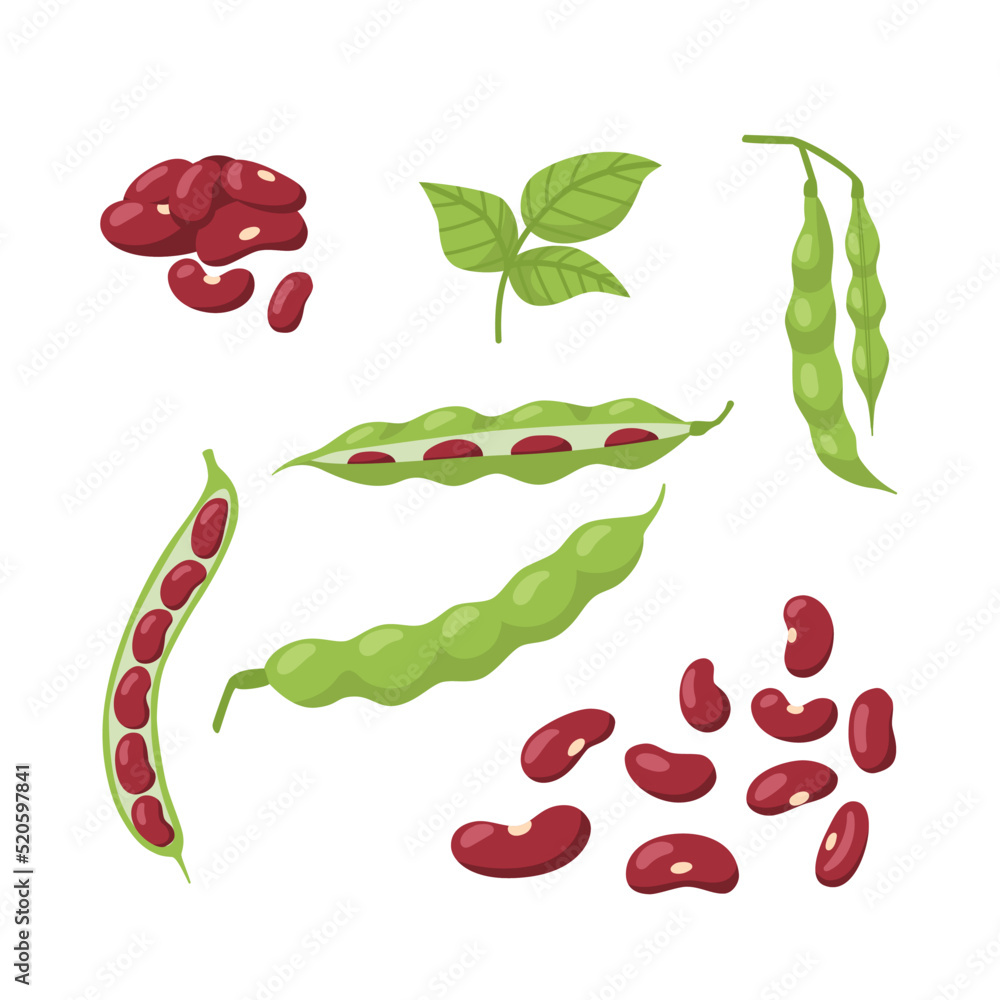Set of pods of red bean leaves isolated on white background. Vector ...