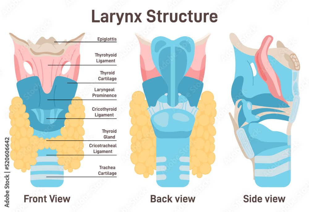 Plakát Larynx anatomy. Anterior trachea parts. Cartilaginous skeleton ...