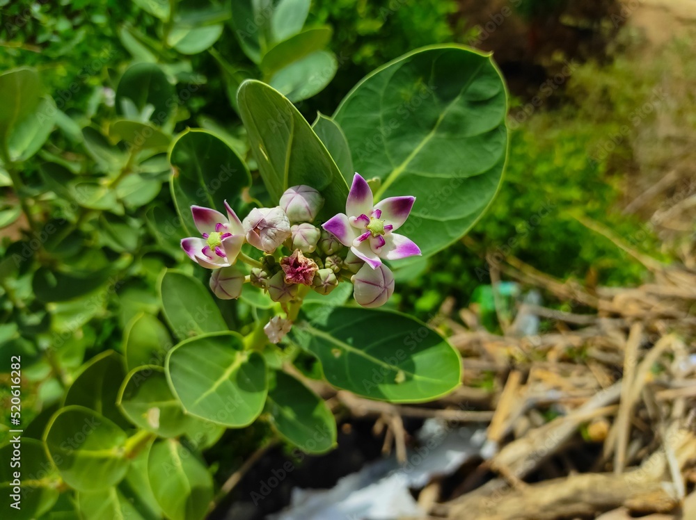 Beautiful Shot Of Safed Aak Flowers Ayurvedic Medicinal Stock Photo ...