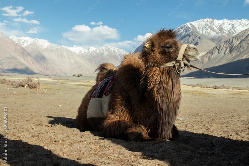 Double Hump Unique Camels In Nubra Valley, Ladakh Leh, On Of The The ...
