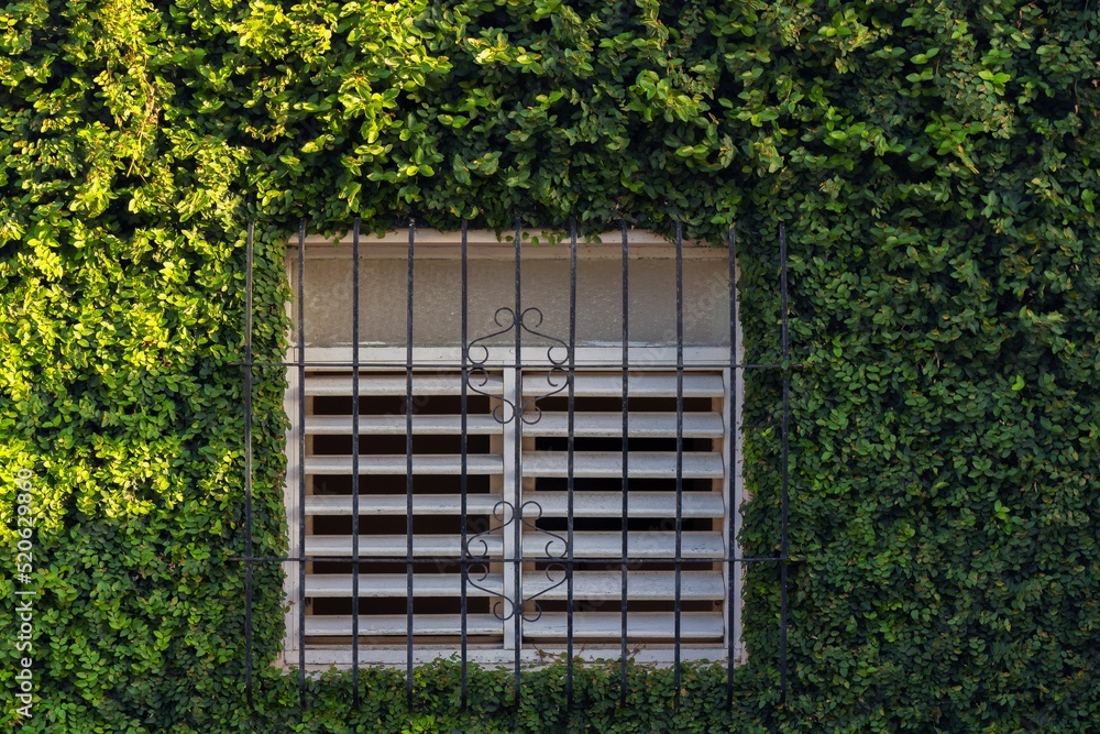 Window with a metal grid on a building facade overgrown with green ...