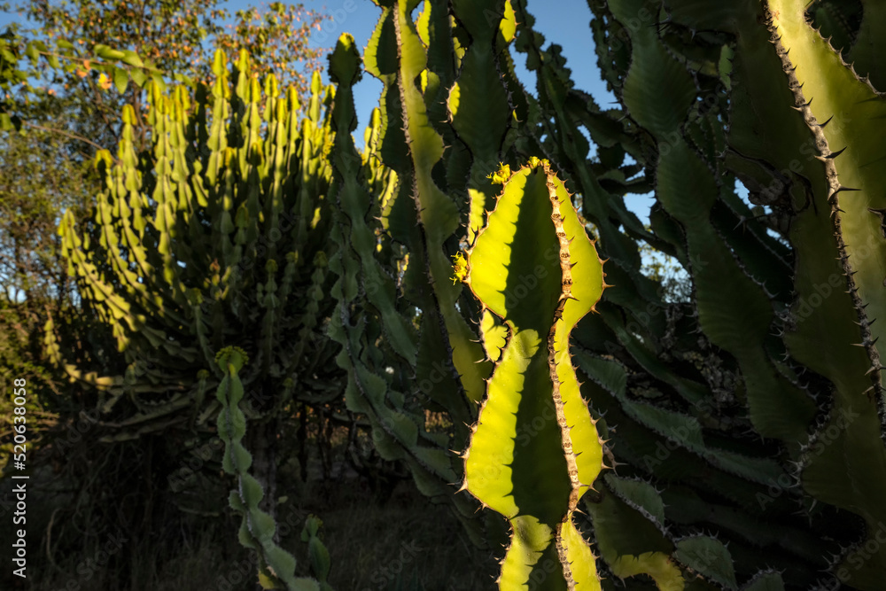 Desert cactus Candelabra tree in Botswana; Africa Stock Photo | Adobe Stock