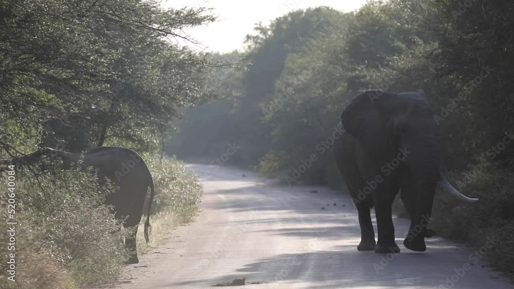African elephant coming out of the African savannah to the road of the ...