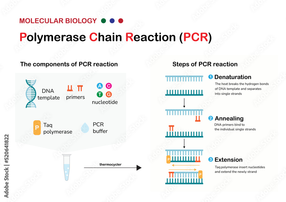 PCR Machine- Principle, Parts, Steps, Types, Uses, Examples, 48% OFF PCR Machine- Principle, Parts, Steps, Types, Uses, Examples, 48% OFF