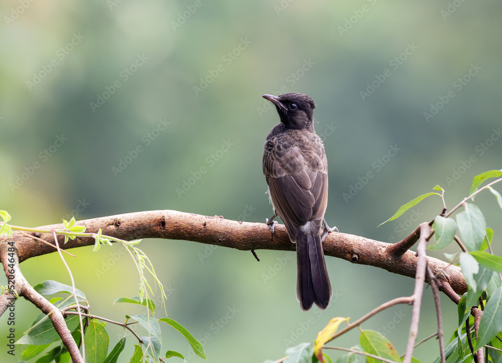 Red-vented bulbul (juvenile). red-vented bulbul is a member of the ...