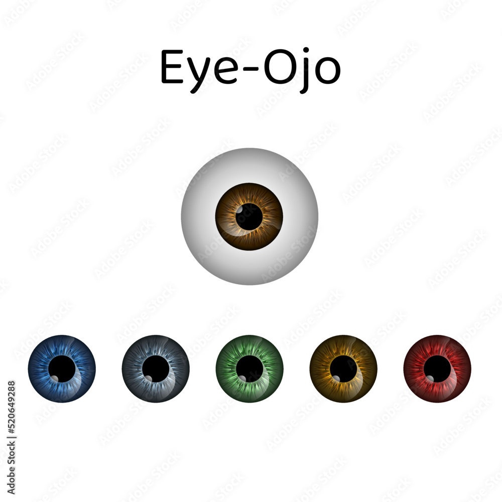 Ilustracion vectorial de un ojo, iris, córnea, pupila. Stock Vector ...