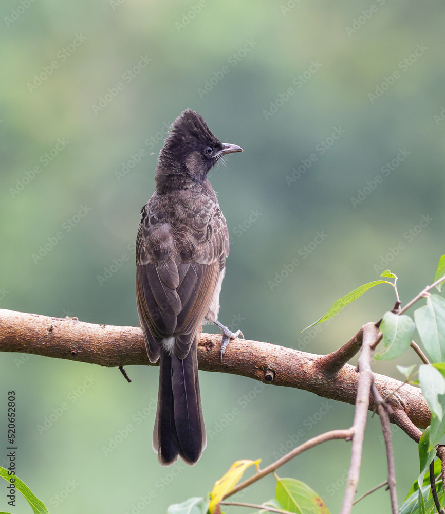Red-vented bulbul (juvenile). red-vented bulbul is a member of the ...