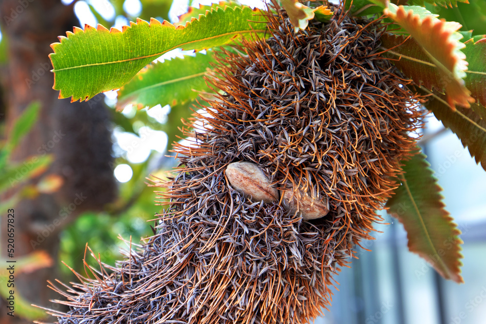Banksia serrata, saw banksia called also old man banksia. Tree with ...