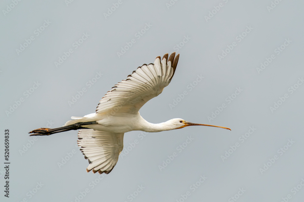 Beautiful Eurasian Spoonbill or common spoonbill (Platalea leucorodia ...