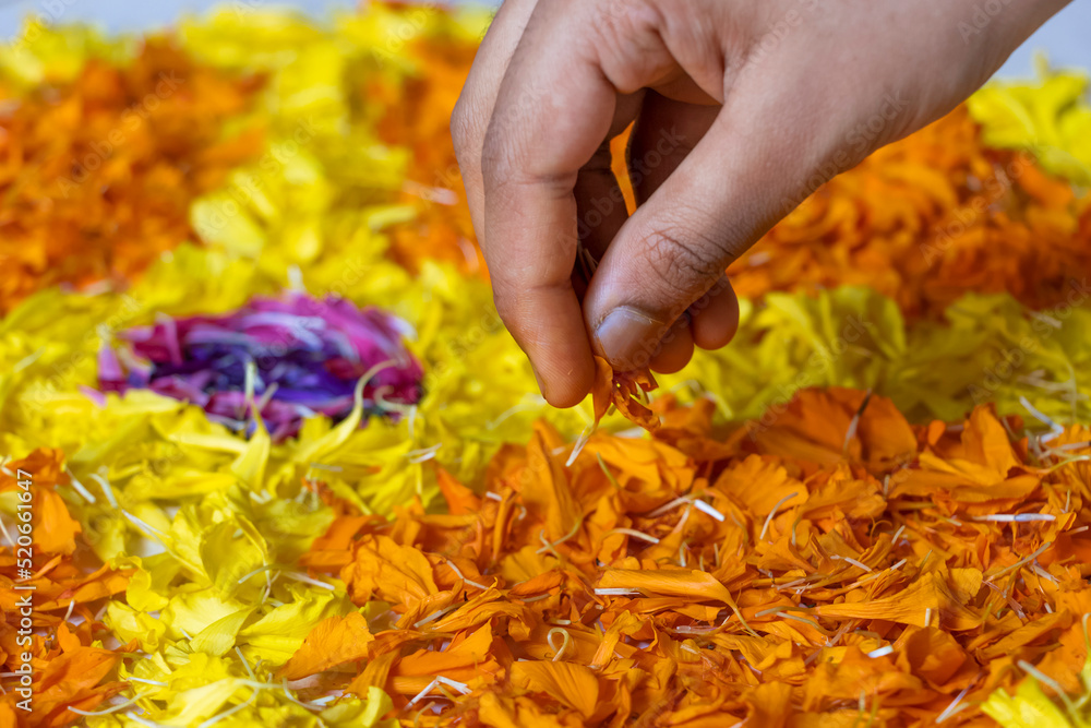 Hand Preparing Pookalam, Traditional Flowers Decoration To Celebrate ...