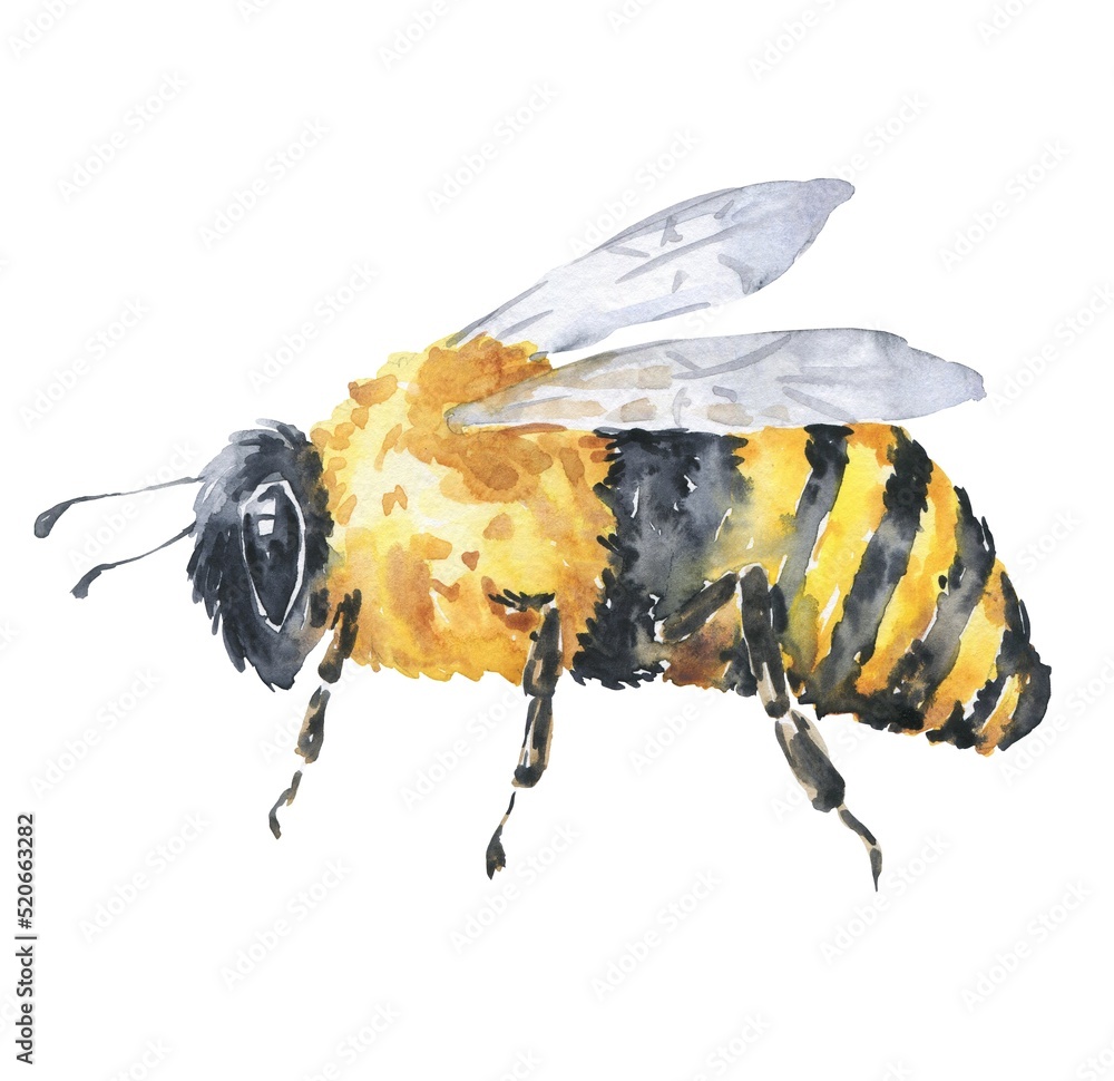 Honey bee in profile on white background. Watercolor illustration ...