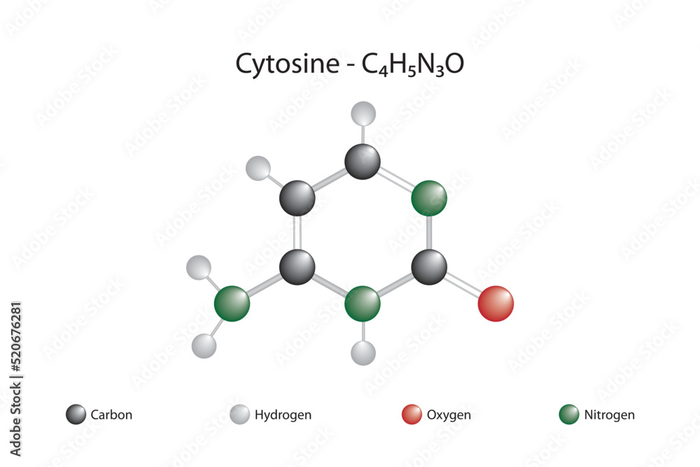 Molecular formula and chemical structure of cytosine Stock Vector ...