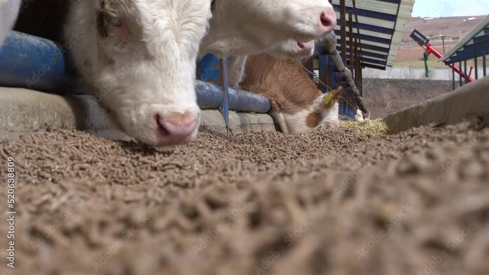 Close-up calves consuming feed. Calves consuming feed in a modern ...