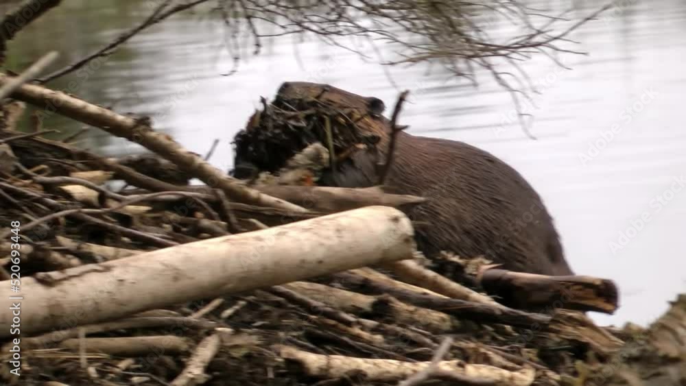 Beaver work Hard carrying organic beaver upright on two legs North ...