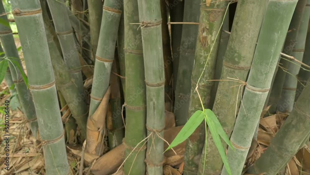 Bamboo, bamboo plants are evergreen perennial flowering plants ...