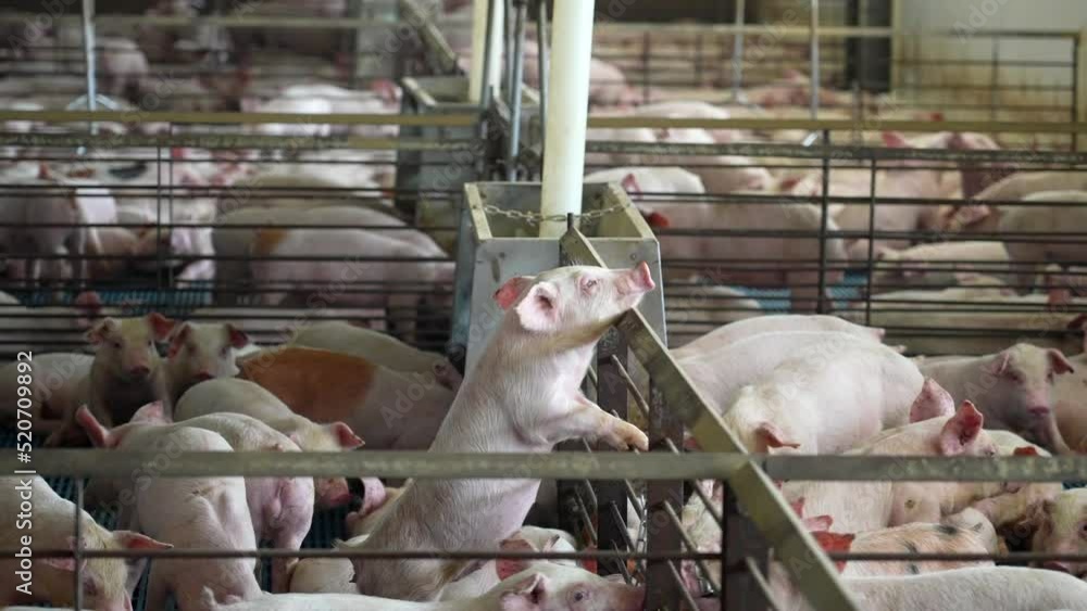 Pig tries to escape cage. Animal factory farm in rural USA. Midwest ...