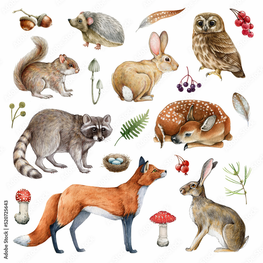 Forest animals hand drawn set. Realistic wildlife animals and natural ...