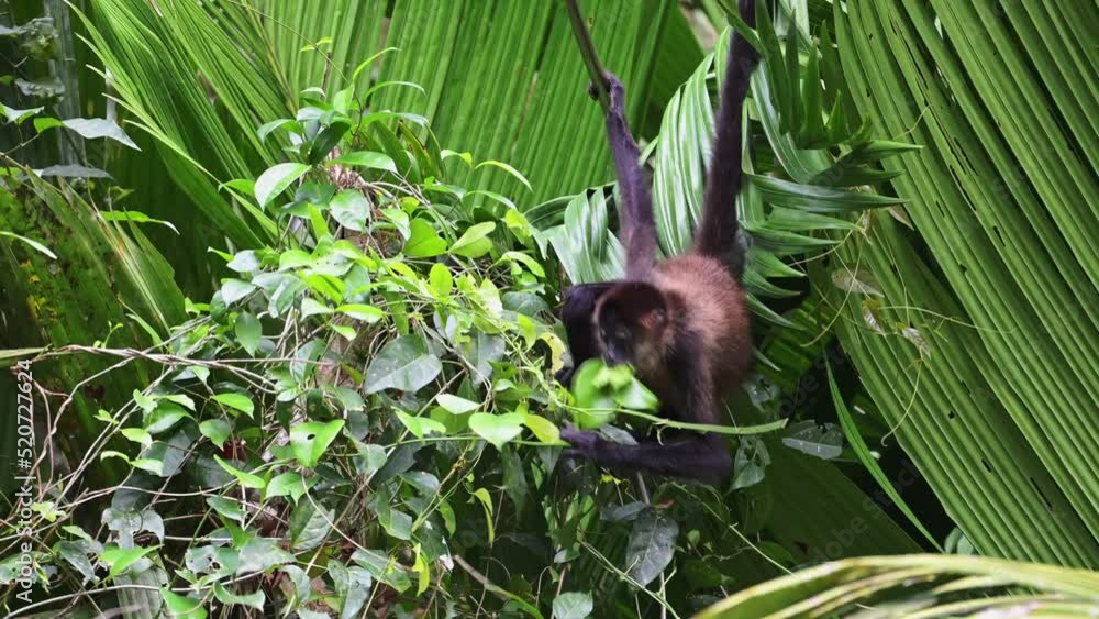 Geoffroys Spider Monkey (aka Black Handed Spider Monkey, ateles ...