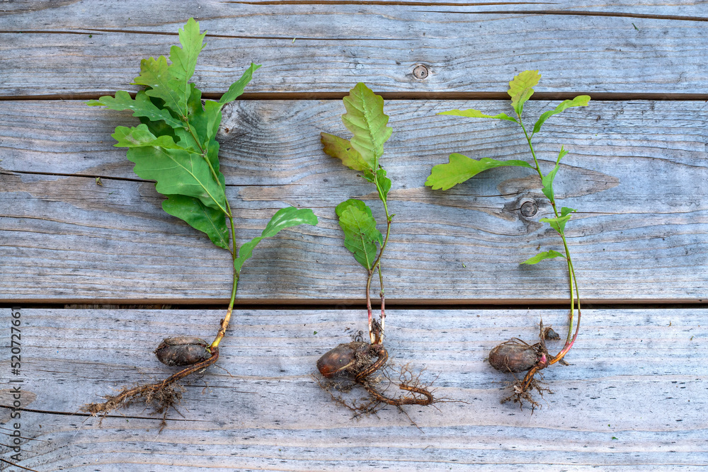Germinating oak acorns close up showing leaves, stem,primary root and ...