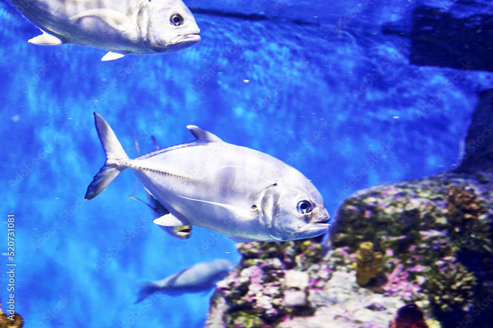 The six - striped caranx Caranx sexfasciatus is a species of marine ray ...