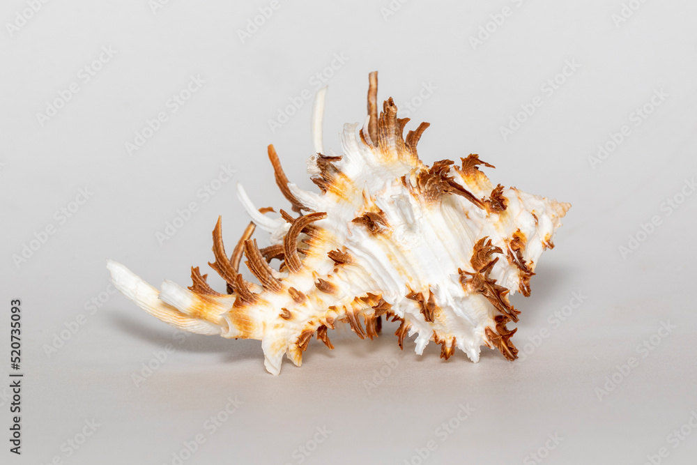 Image of chicoreus ramosus seashell common name the ramose murex or ...