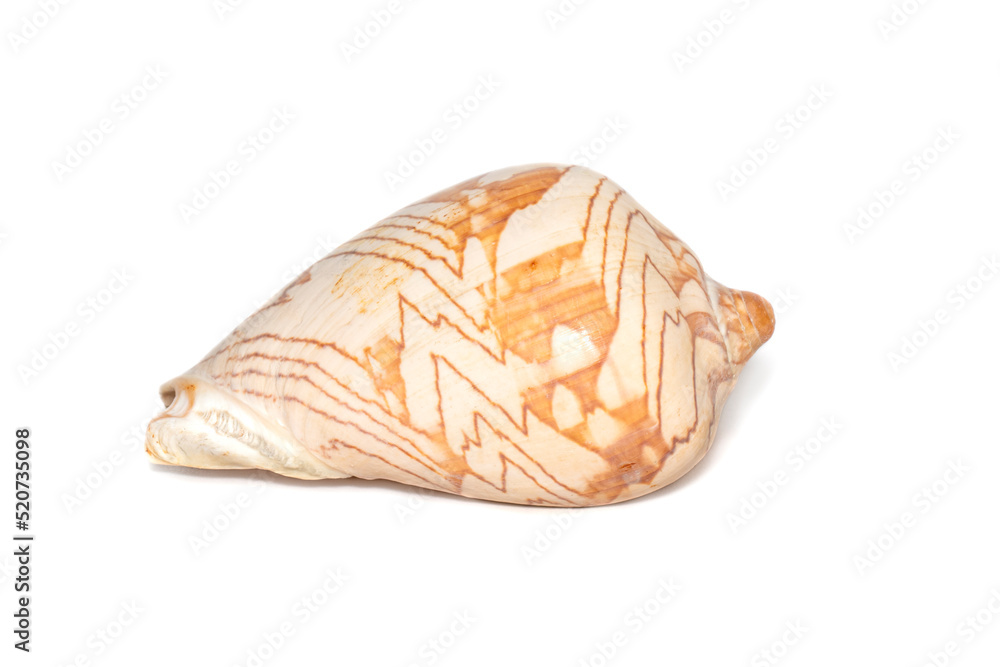 Image of andaman seashell (cymbiola nobilis) on a white background ...